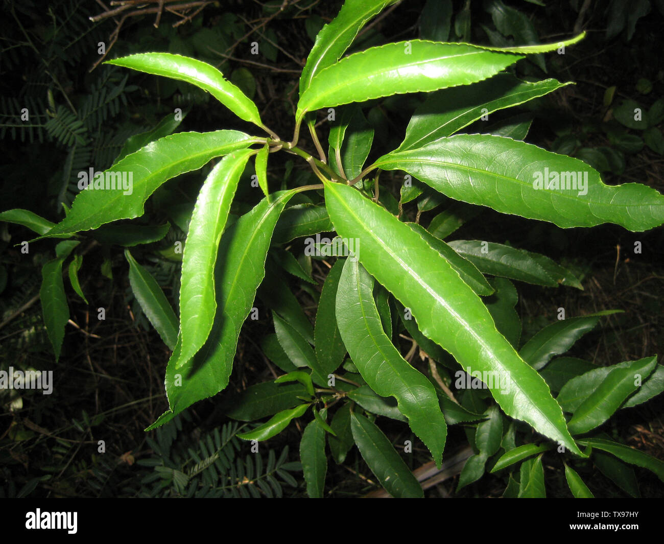 Mahoe hi-res stock photography and images - Alamy