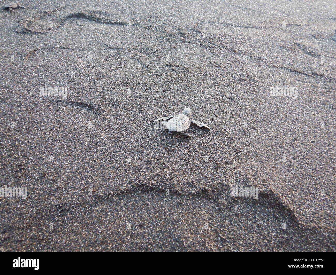 Black turtle hatchling crawling over balck volcanic sand with ...