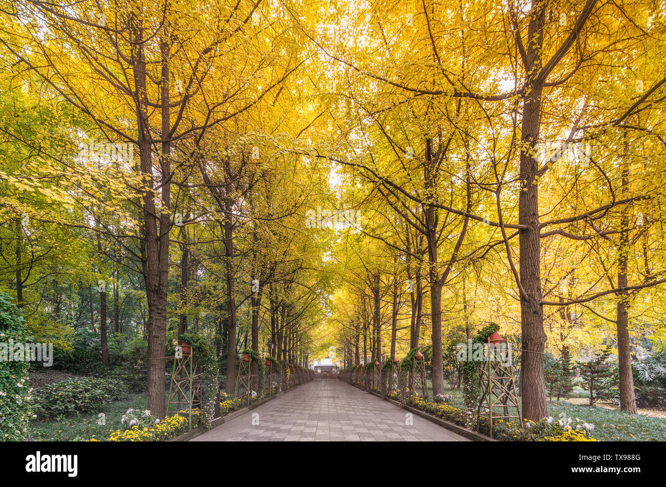 Ginkgo trees in Chengdu People's Park Stock Photo - Alamy