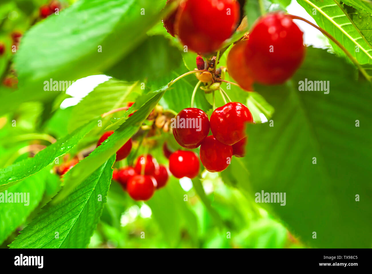 Cherries on the branch cherry fruit tree in orchard for picking. Up ...