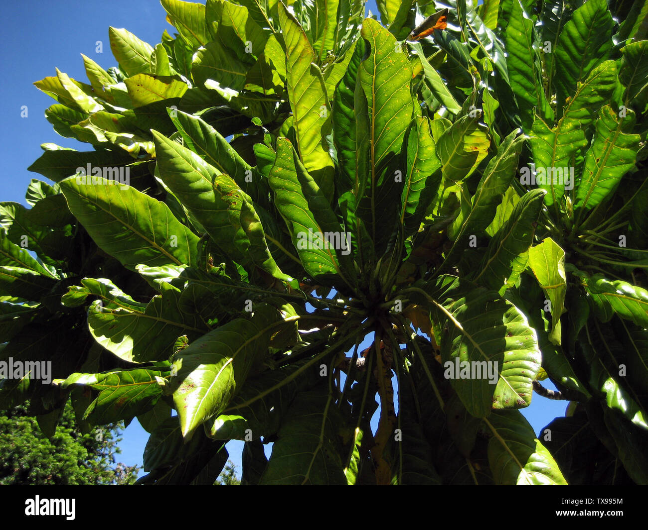 Meryta High Resolution Stock Photography and Images - Alamy