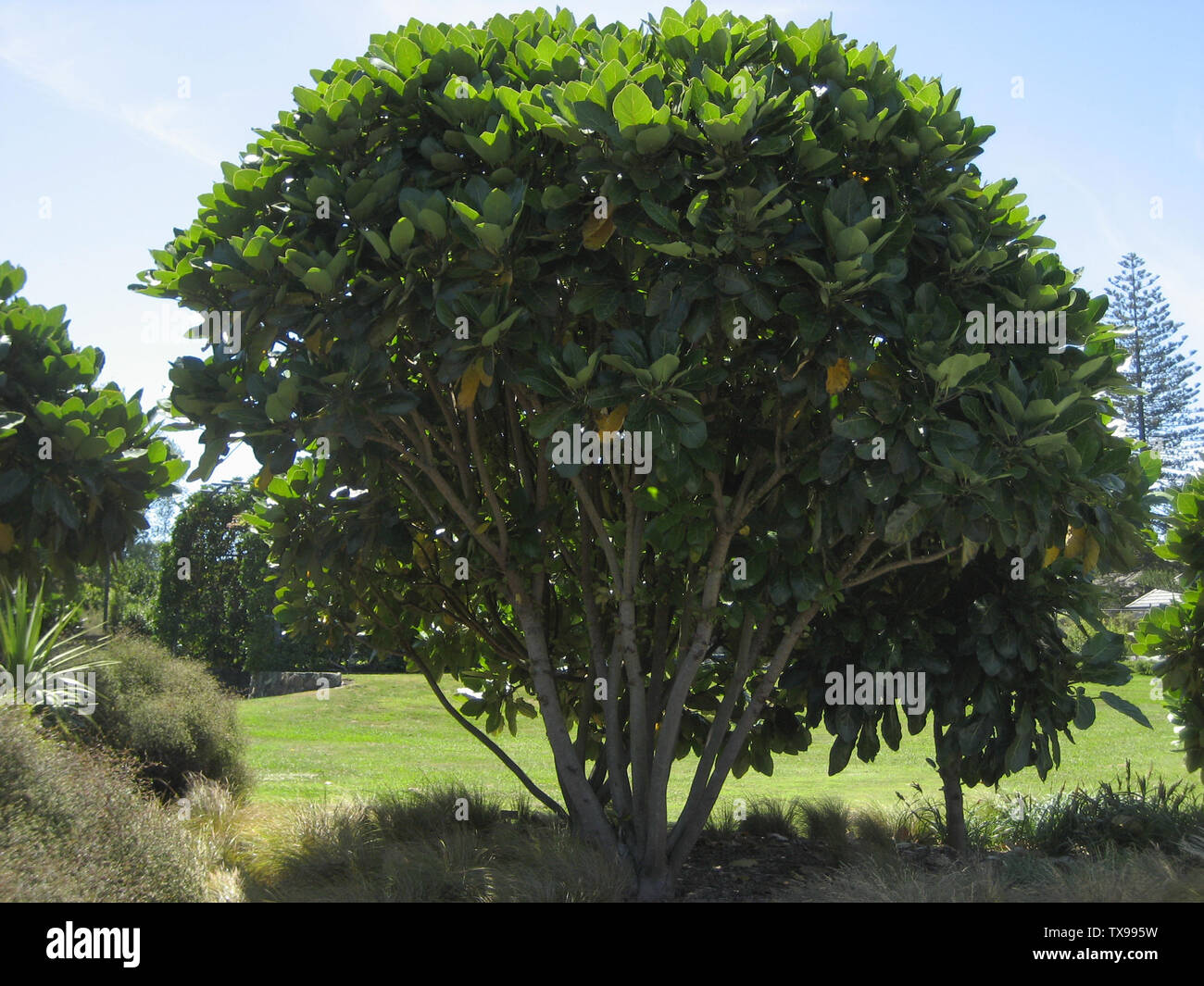 Meryta High Resolution Stock Photography and Images - Alamy