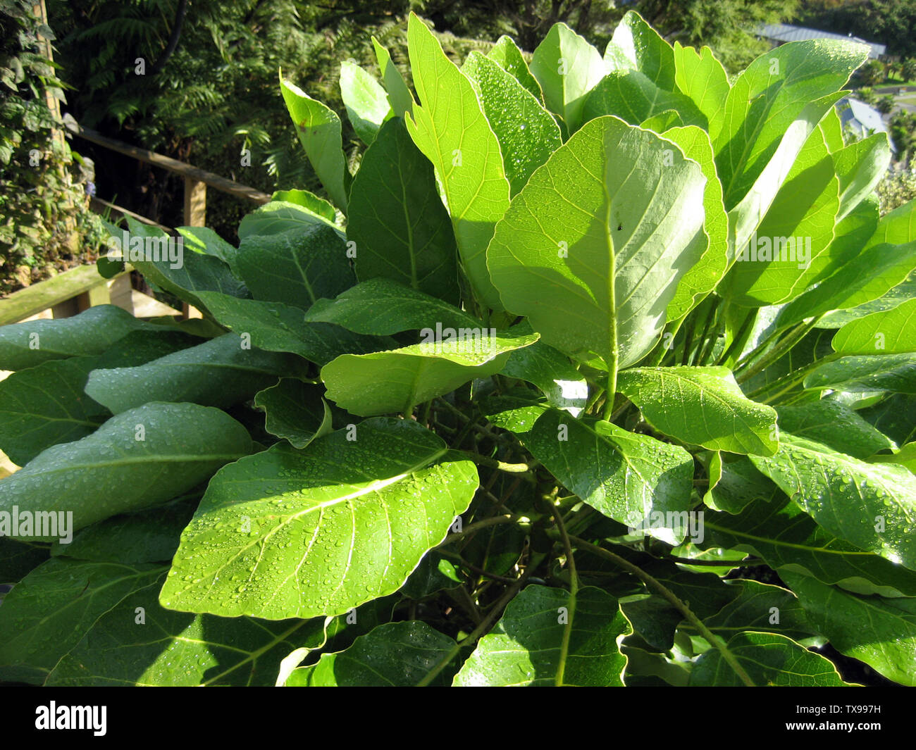 Meryta hi-res stock photography and images - Alamy