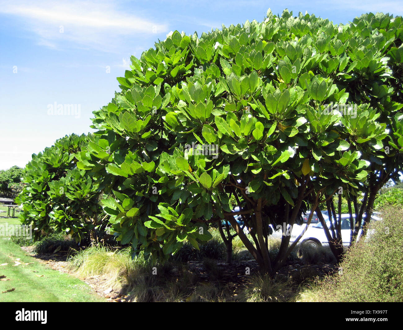 Meryta hi-res stock photography and images - Alamy