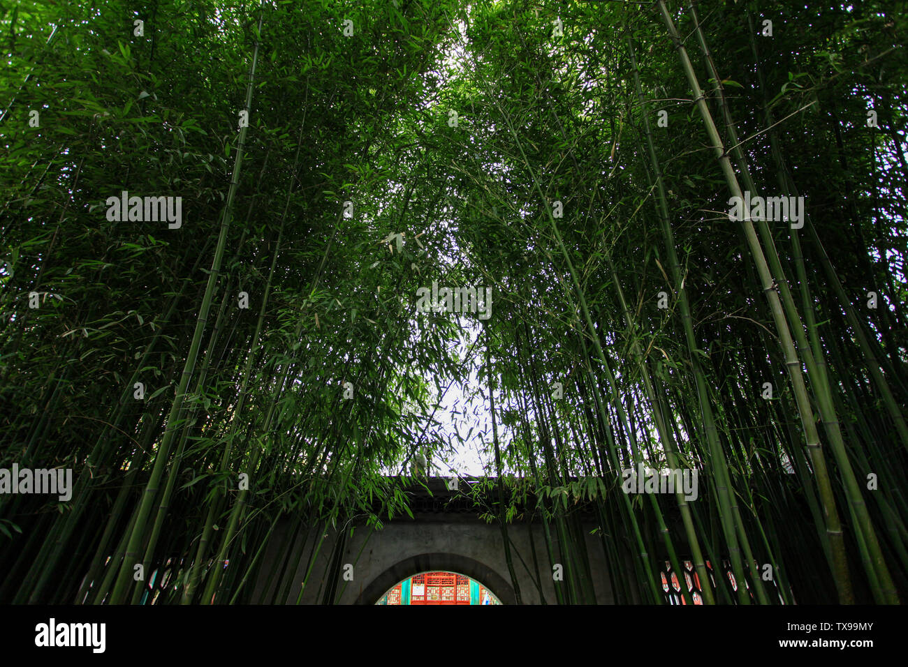 Courtyard with bamboo hi-res stock photography and images - Alamy