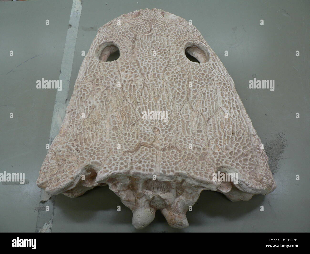 Metoposaurus skull hi-res stock photography and images - Alamy