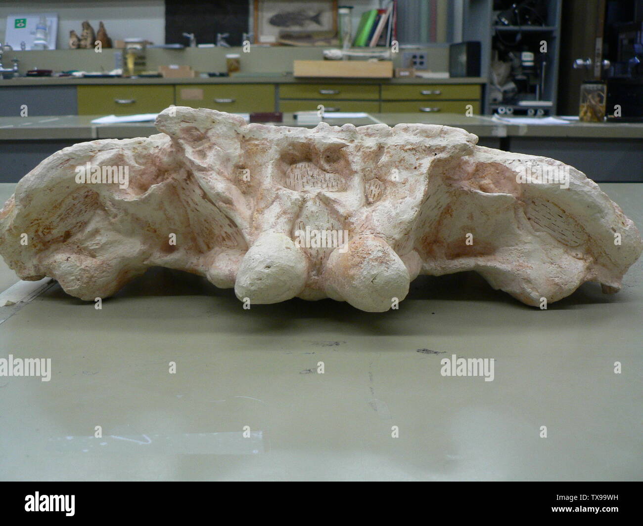 Metoposaurus skull hi-res stock photography and images - Alamy