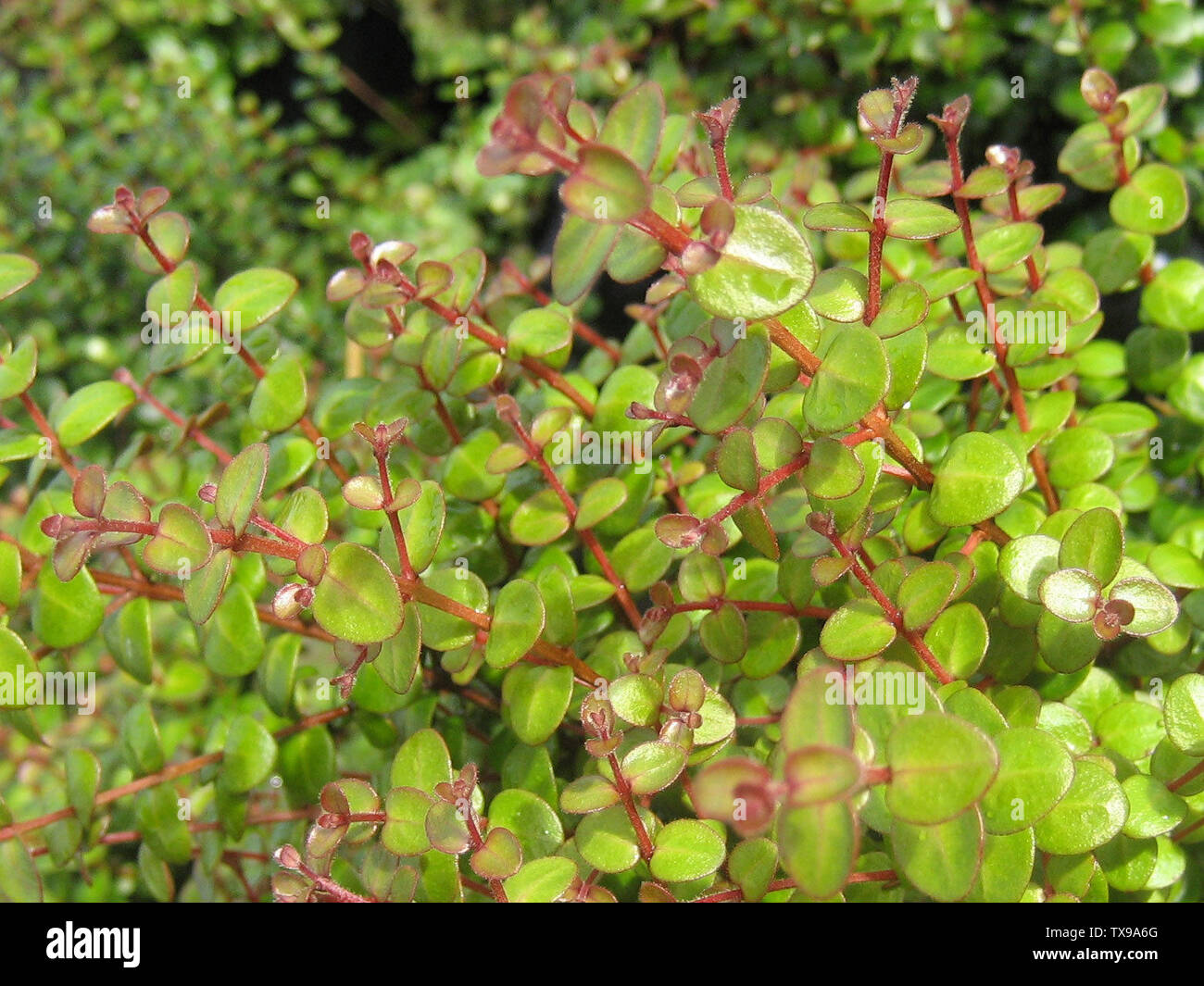 Carminea High Resolution Stock Photography and Images - Alamy