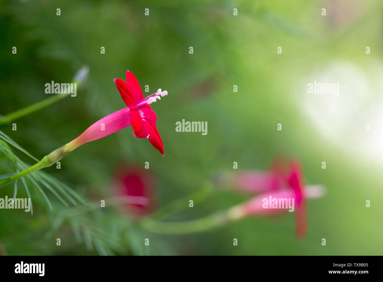 Small red flowers in summer Stock Photo - Alamy