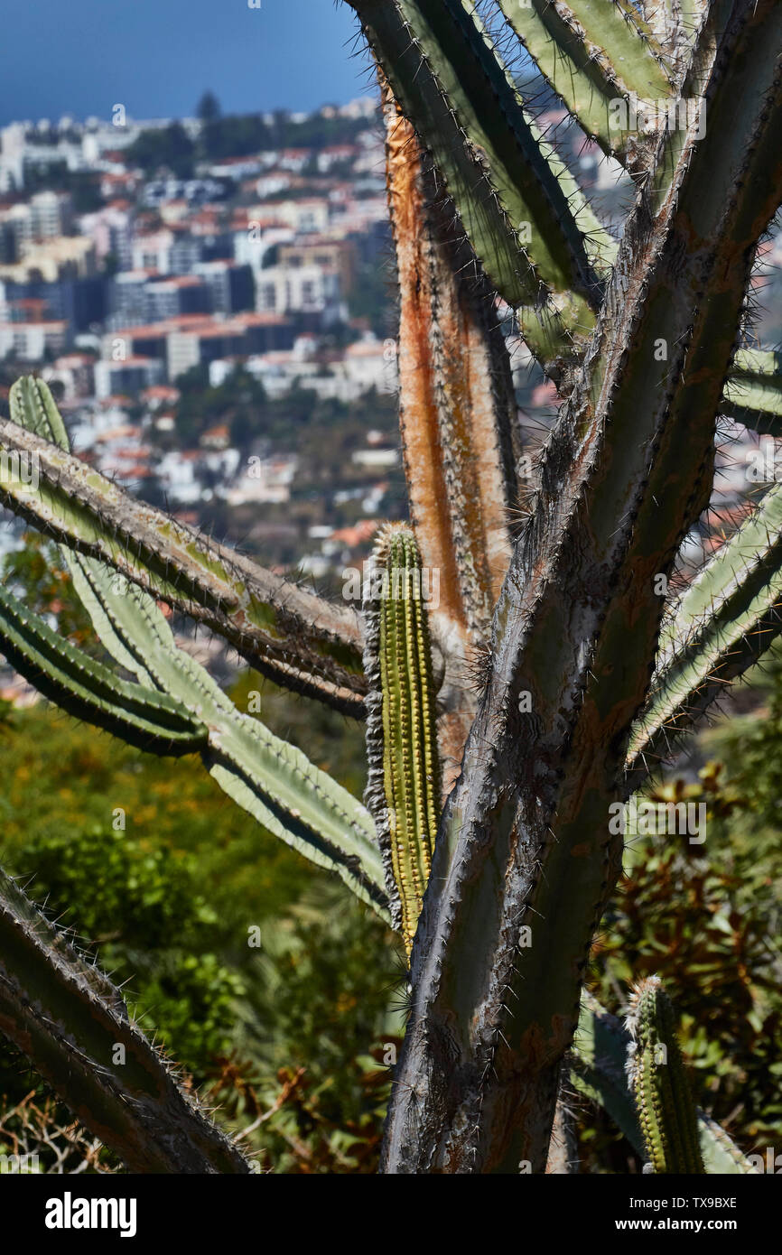 Flora at the Madeira Botanical Garden, Funchal, Madeira, Portugal ...