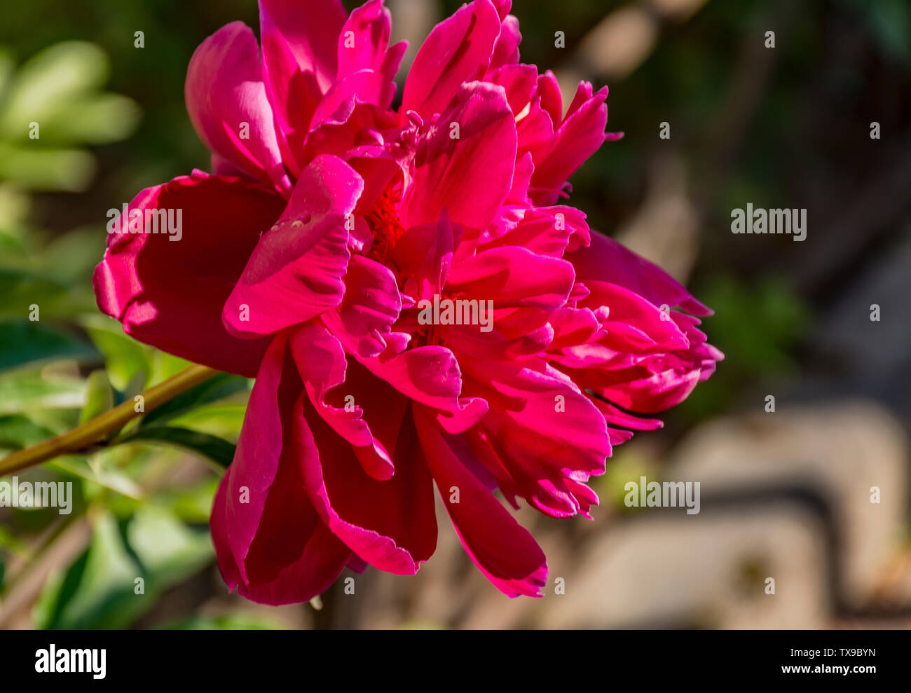 The Surrounding Area Of Vsevolozhsk. Flowering peonies near the temple ...