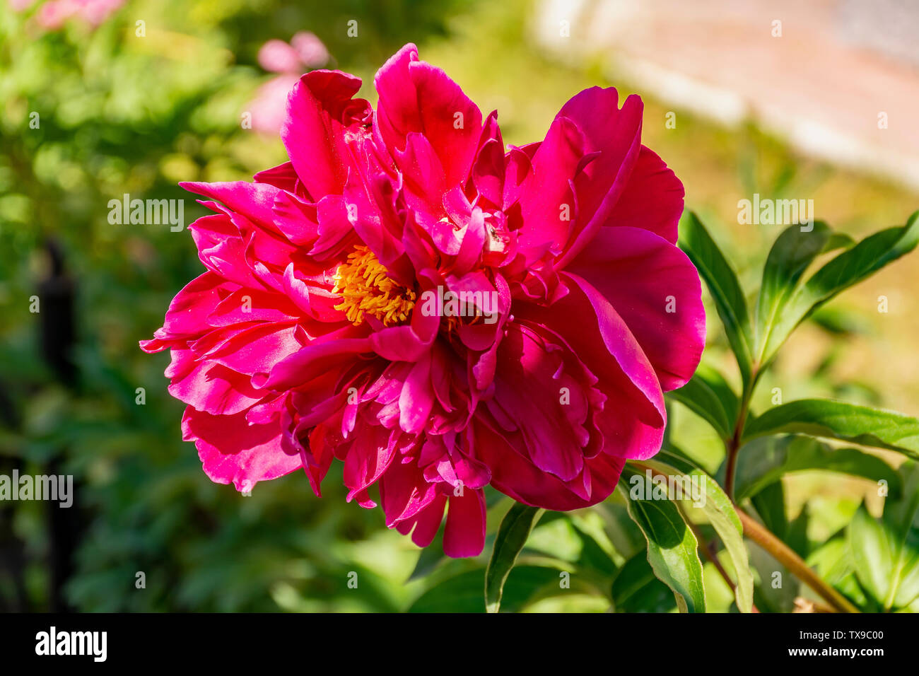 The Surrounding Area Of Vsevolozhsk. Flowering peonies near the temple ...