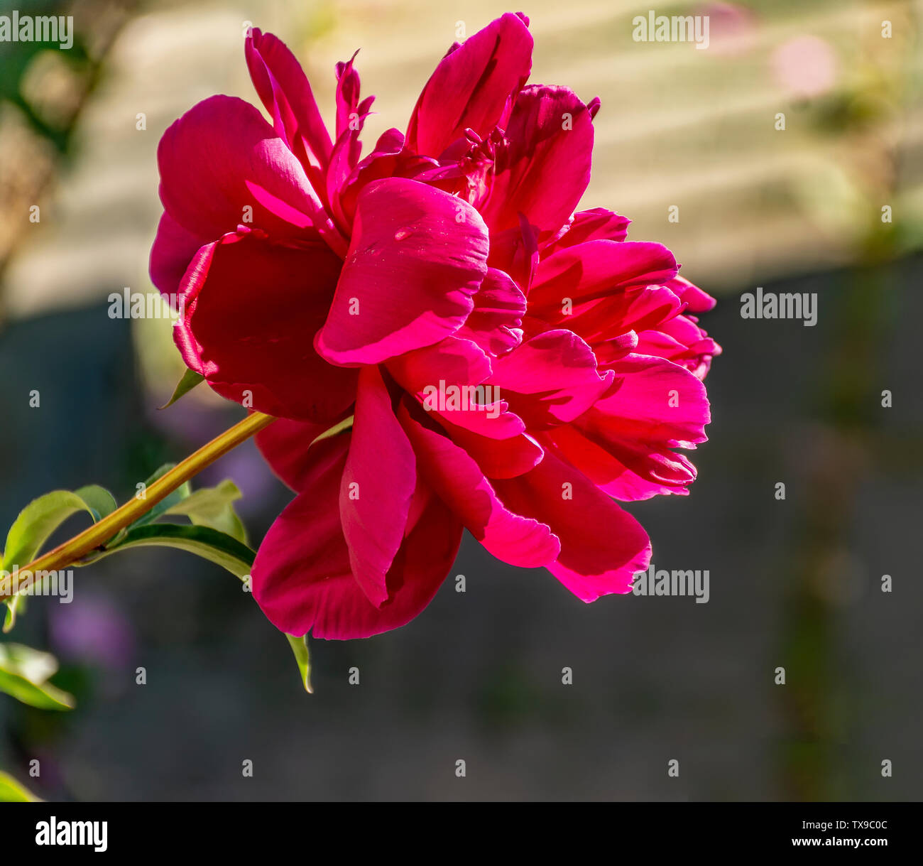 The Surrounding Area Of Vsevolozhsk. Flowering peonies near the temple ...