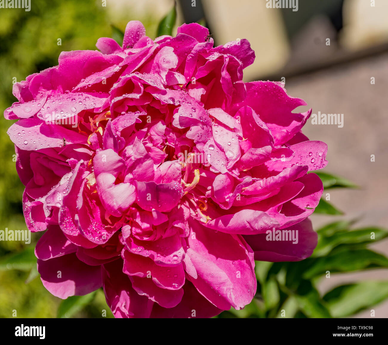 The Surrounding Area Of Vsevolozhsk. Flowering peonies near the temple ...