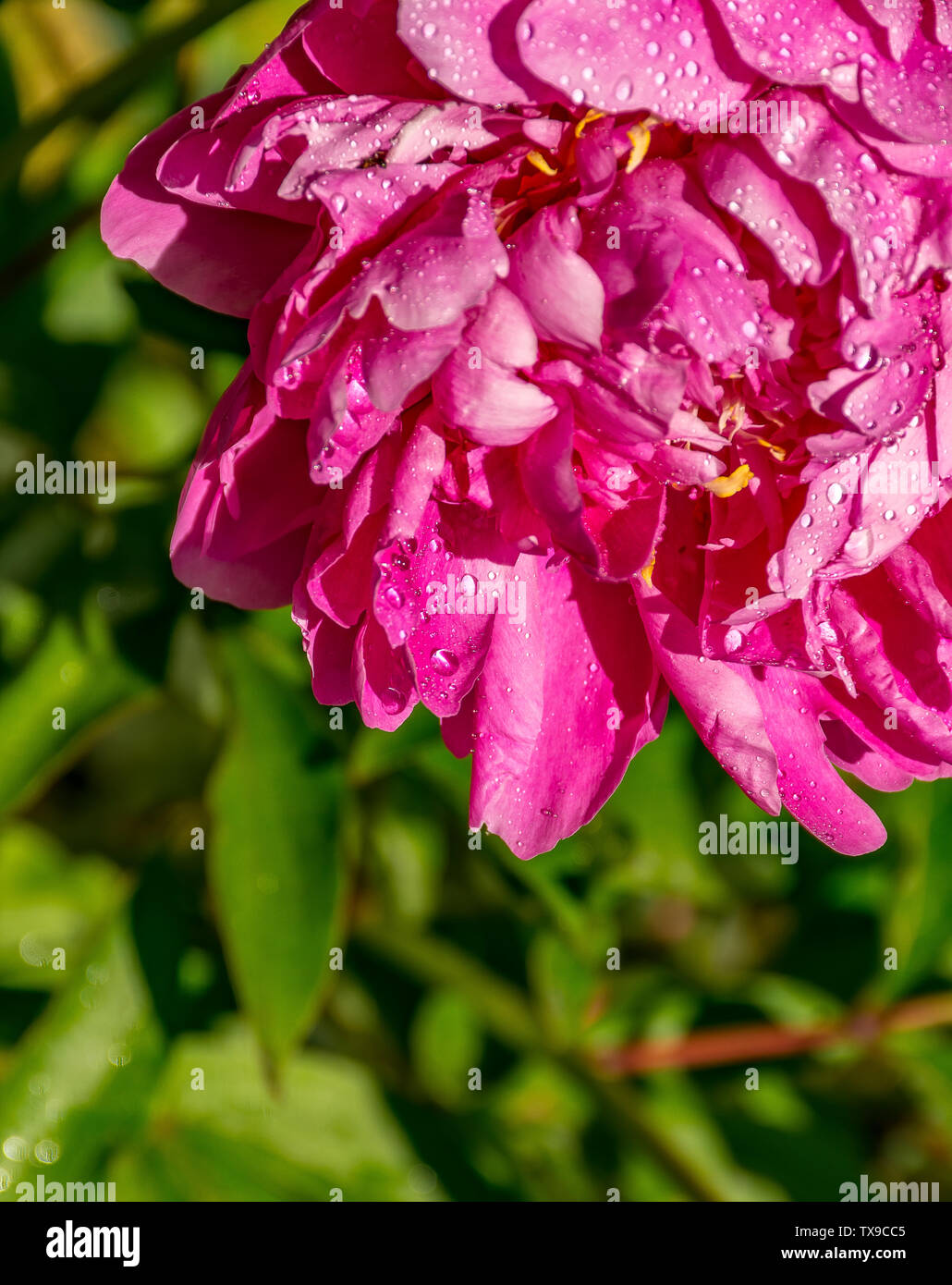 The Surrounding Area Of Vsevolozhsk. Flowering peonies near the temple ...