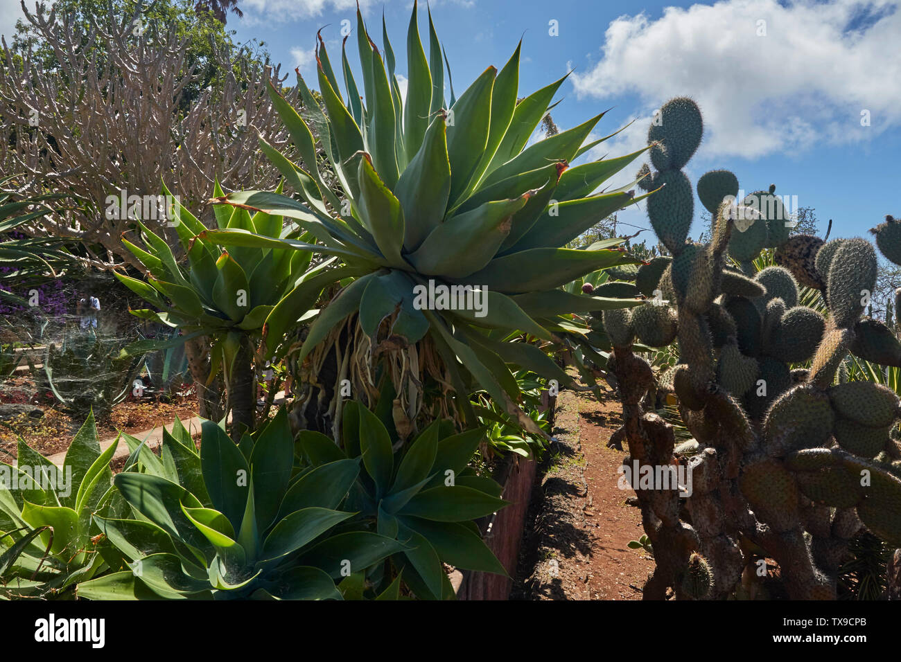 Flora at the Madeira Botanical Garden, Funchal, Madeira, Portugal ...