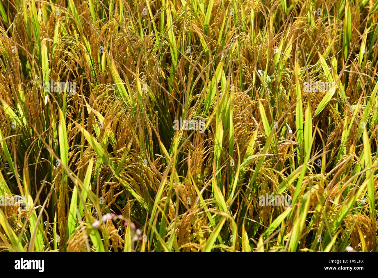 High-definition rice spike Stock Photo - Alamy