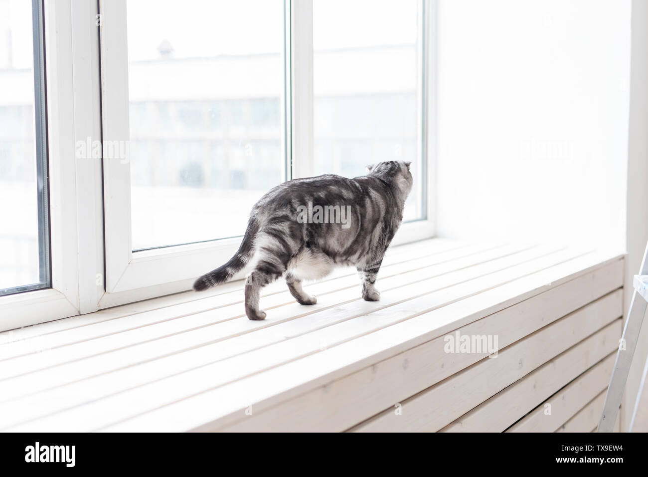 Beautiful gray lop-eared scottish cat walks cautiously around a new ...