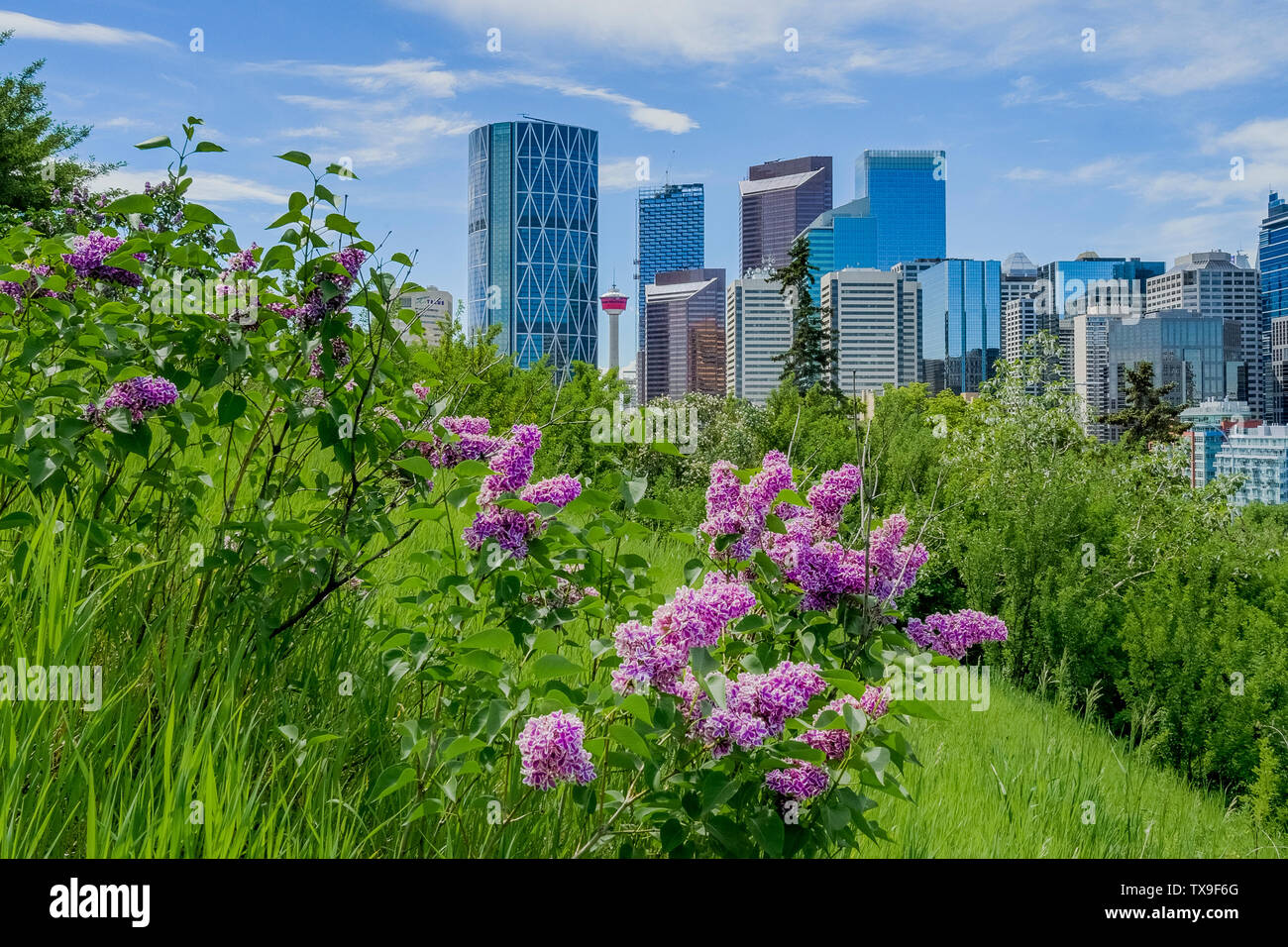 Bush skyline hi-res stock photography and images - Alamy