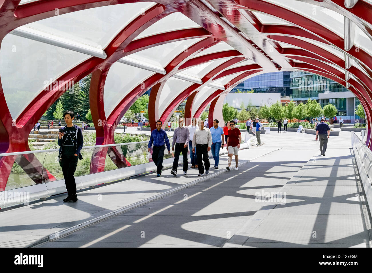 Pedestrians and cyclist Peace Bridge over the Bow River, Calgary ...