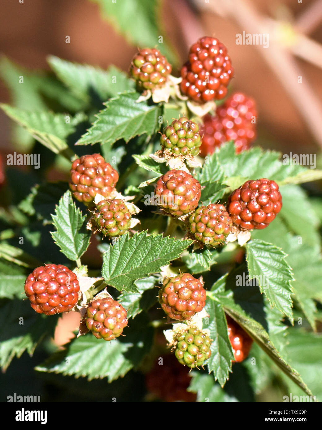 Fruit photographs hi-res stock photography and images - Alamy