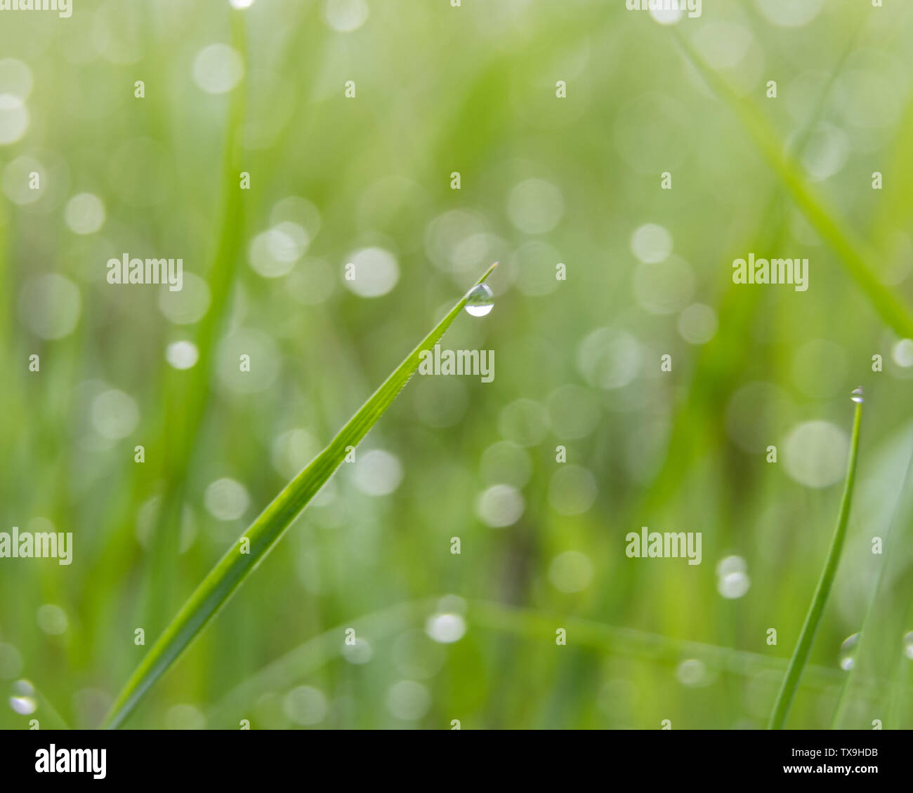 Morning dew drops hi-res stock photography and images - Alamy