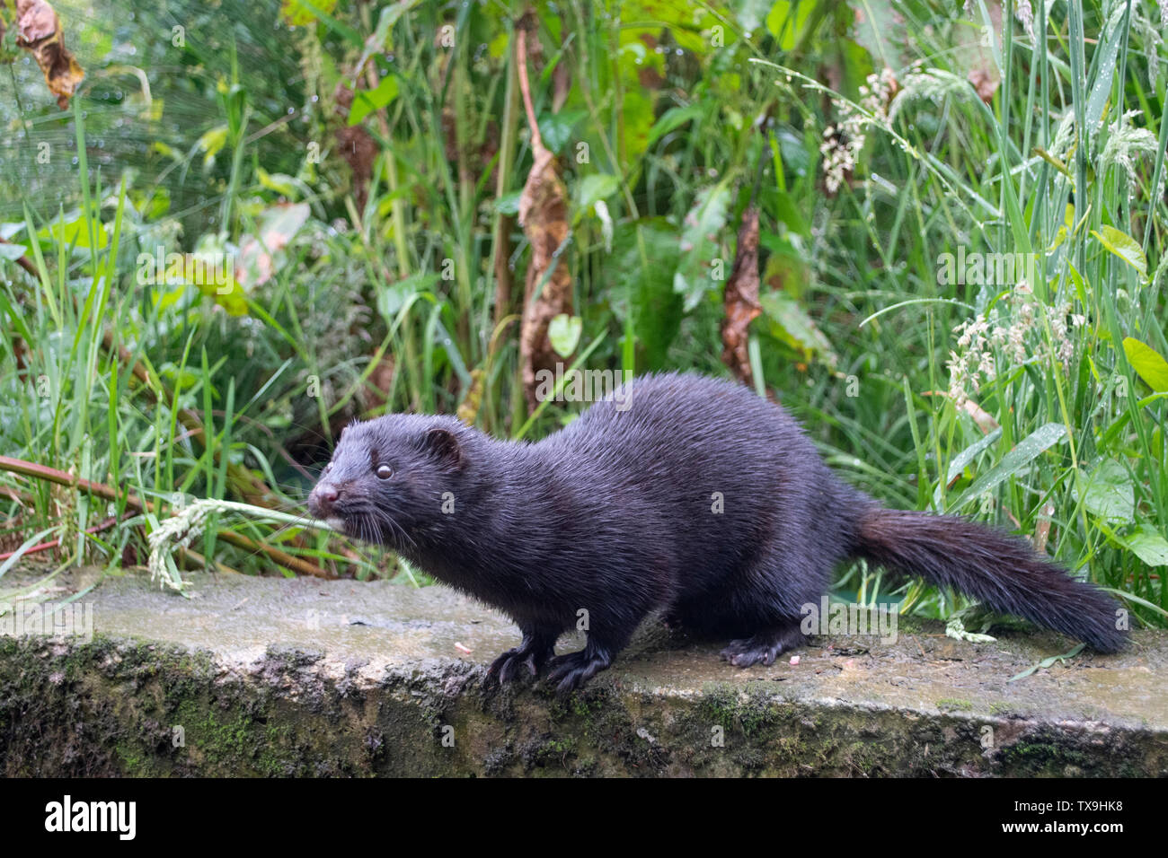 American mink, Neovison vison, Male mink sat on wall, Devon, June Stock ...