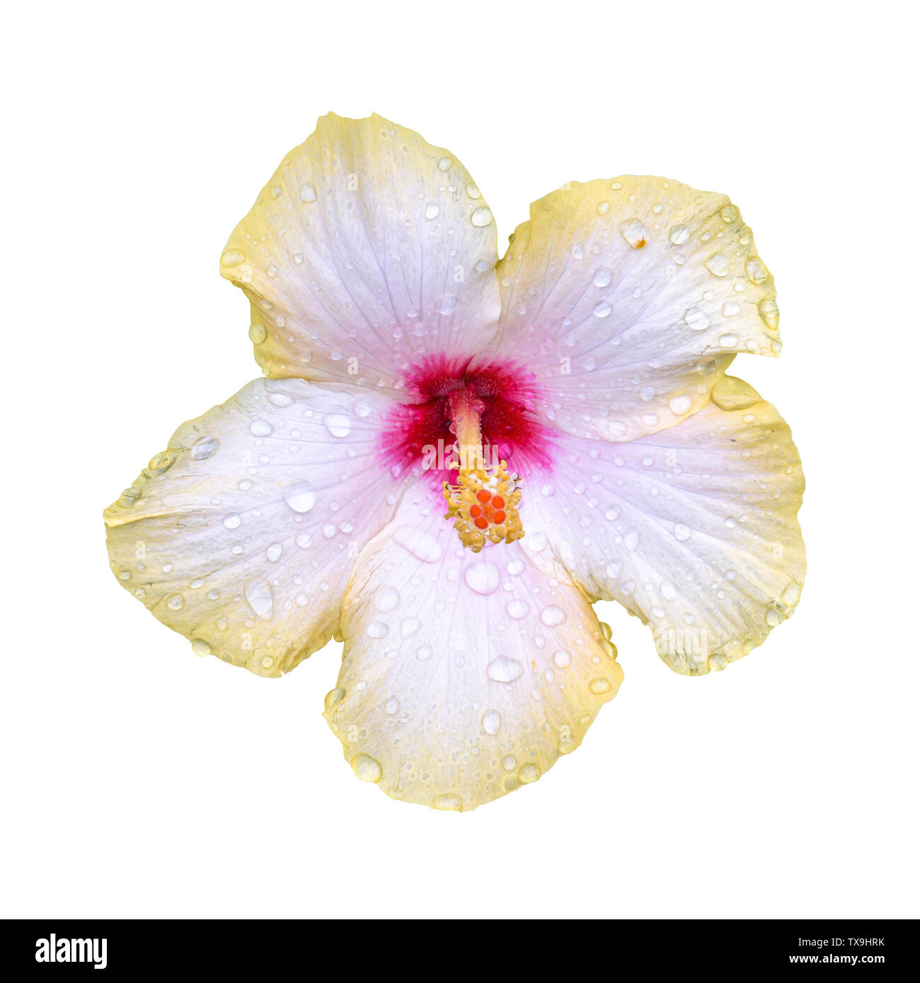 Hibiscus flower Cut Out Stock Images & Pictures - Alamy