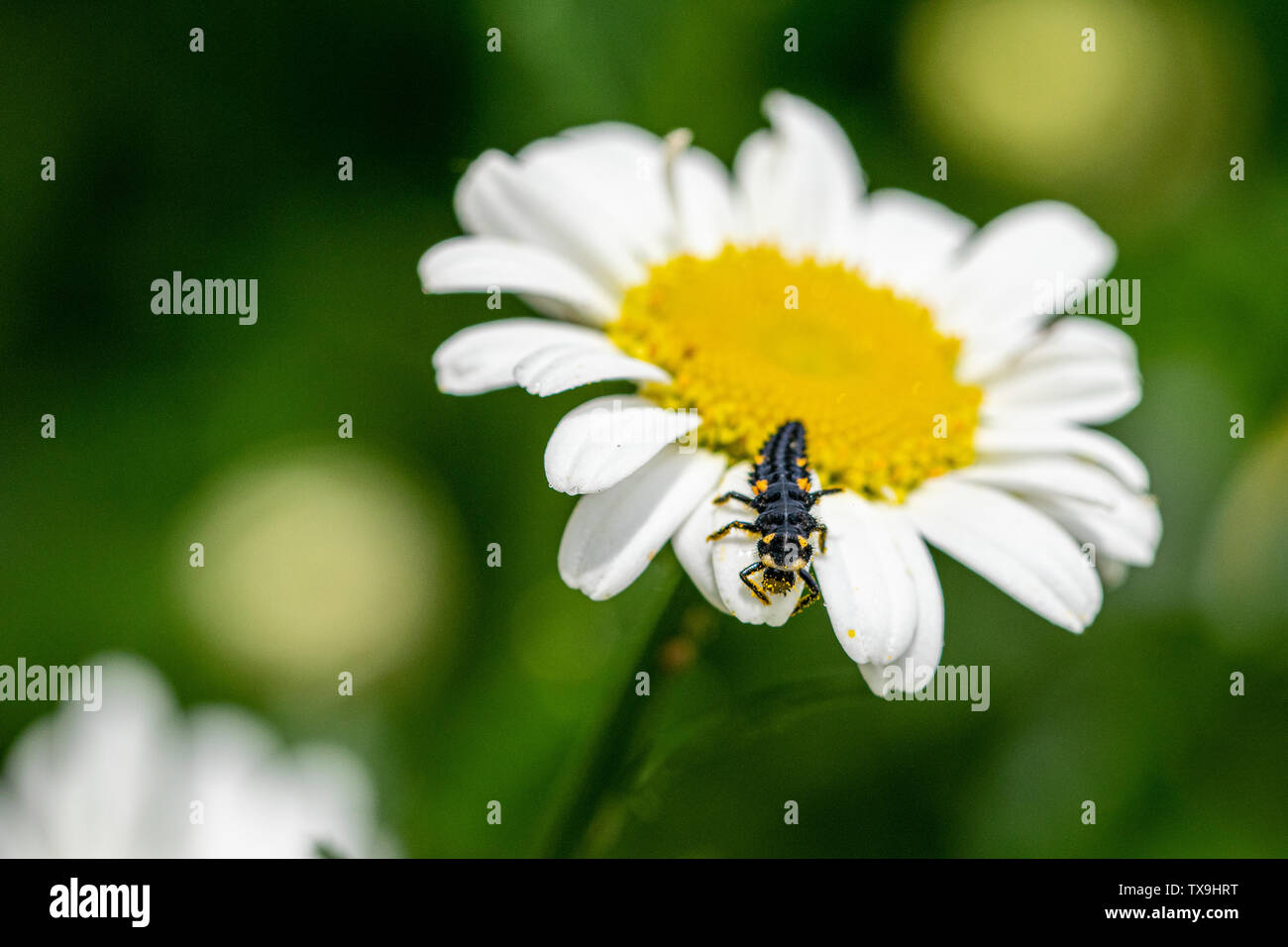 7 spotted ladybird (Coccinella septempunctata) larva covered in pollen ...