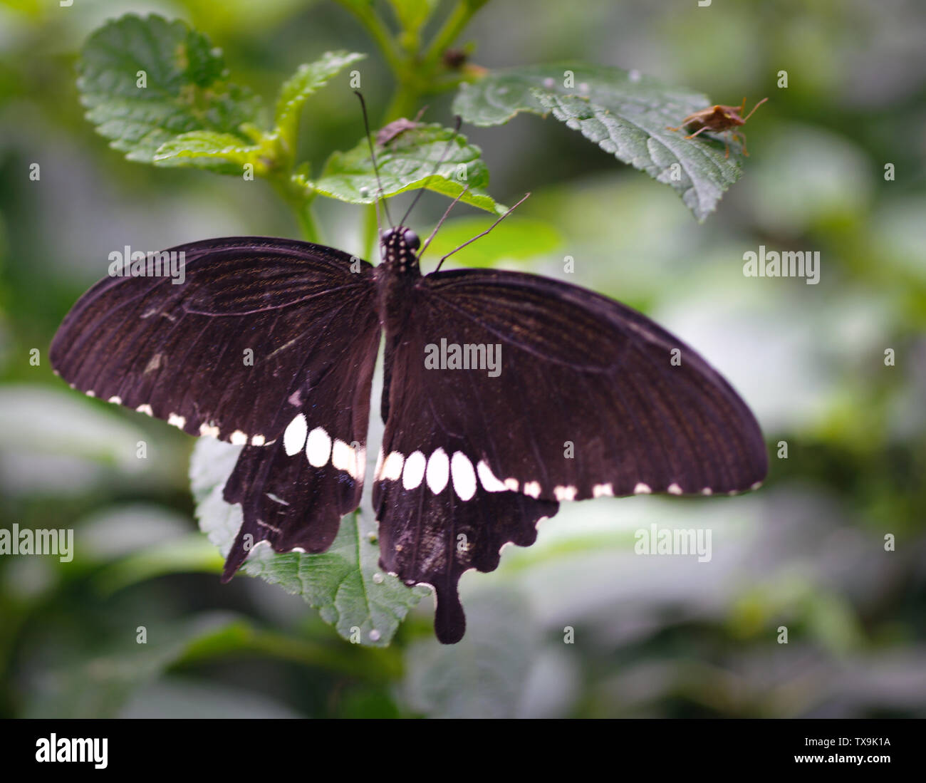 Butterfly crest hi-res stock photography and images - Alamy
