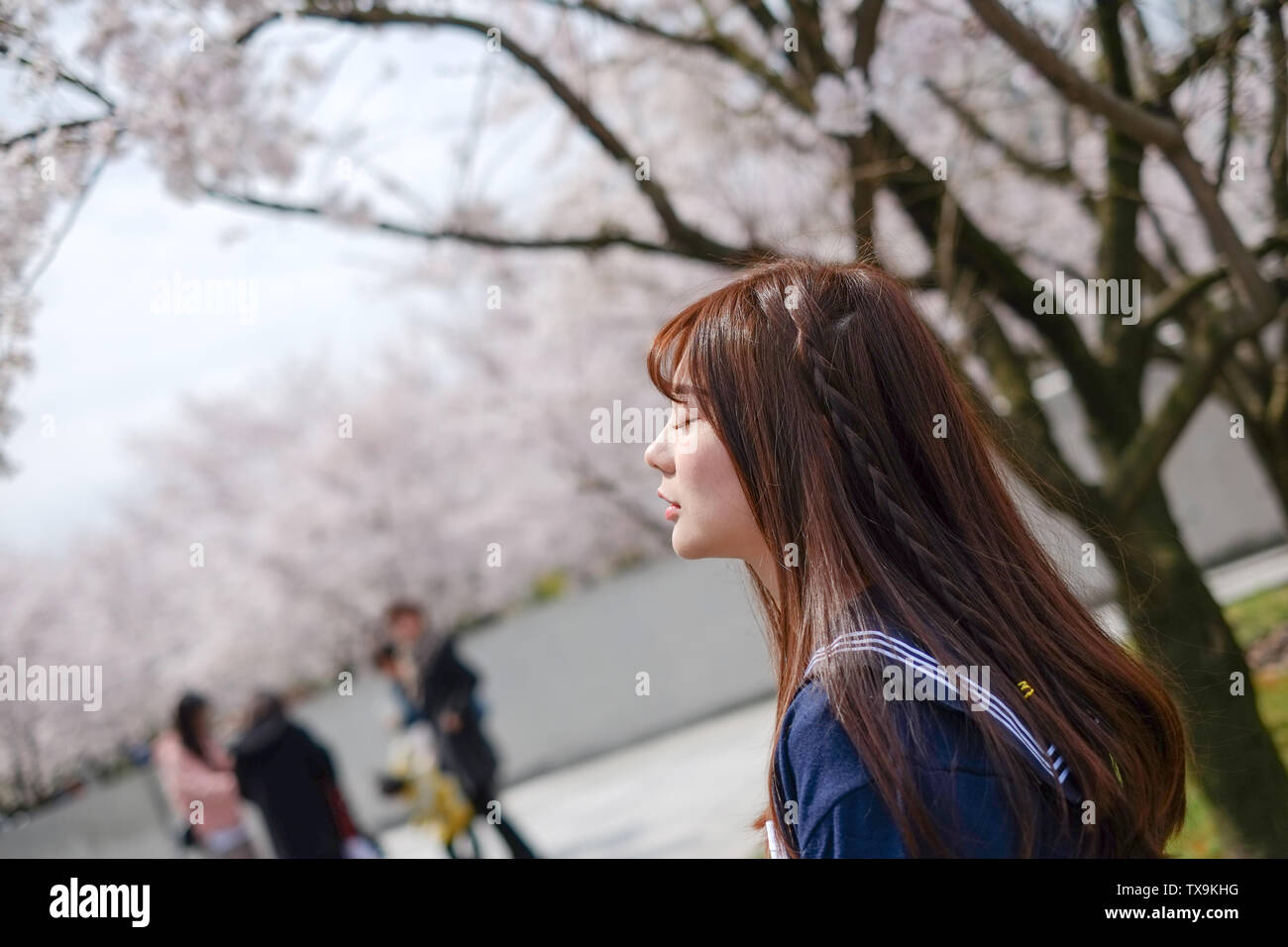 Japanese small fresh portrait cherry blossom student uniform Stock ...