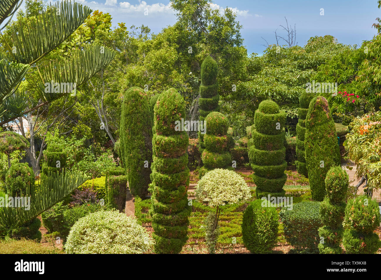 Topiary in the Madeira Botanical Garden, Funchal, Madeira, Portugal ...