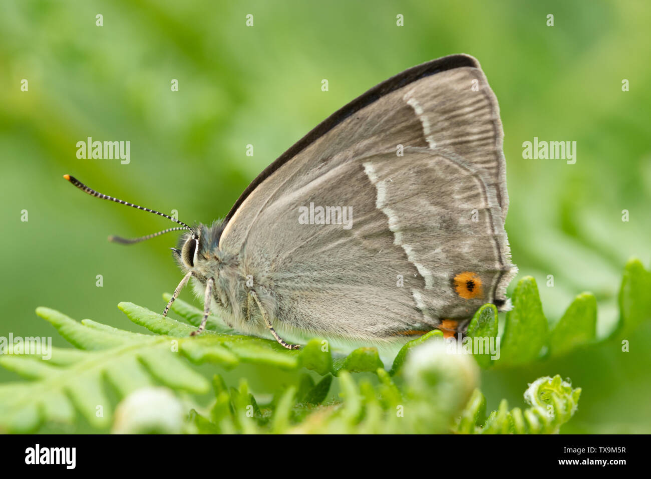 Purple hairstreak butterfly (Favonius quercus, Neozephyrus quercus ...