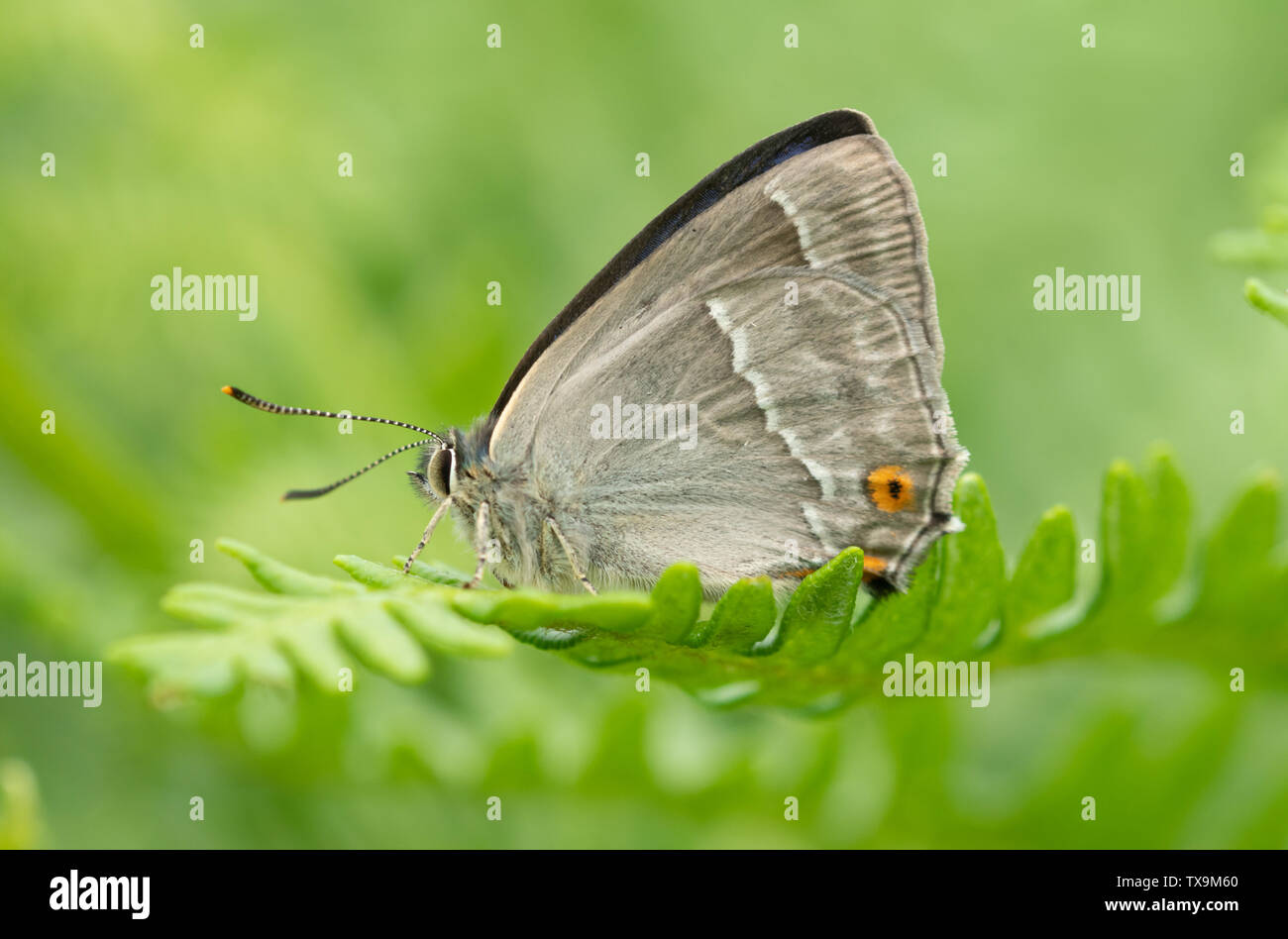 Purple hairstreak butterfly (Favonius quercus, Neozephyrus quercus ...