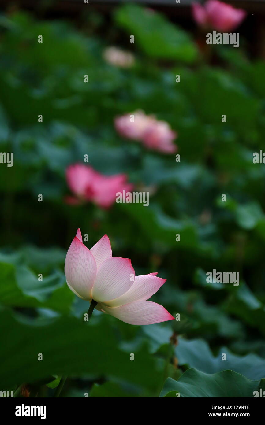 Step by step lotus Stock Photo - Alamy