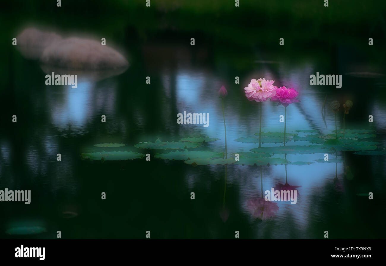 At dawn, two lotus flowers were like fairies out of the bath, the wind ...