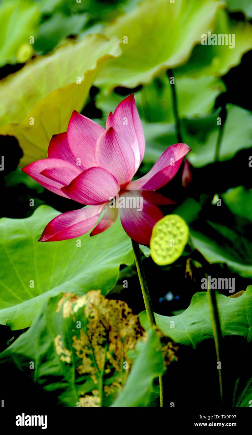 Pond, lotus, flower, plant, leaf, aquatic plant, bloom, garden, nature ...