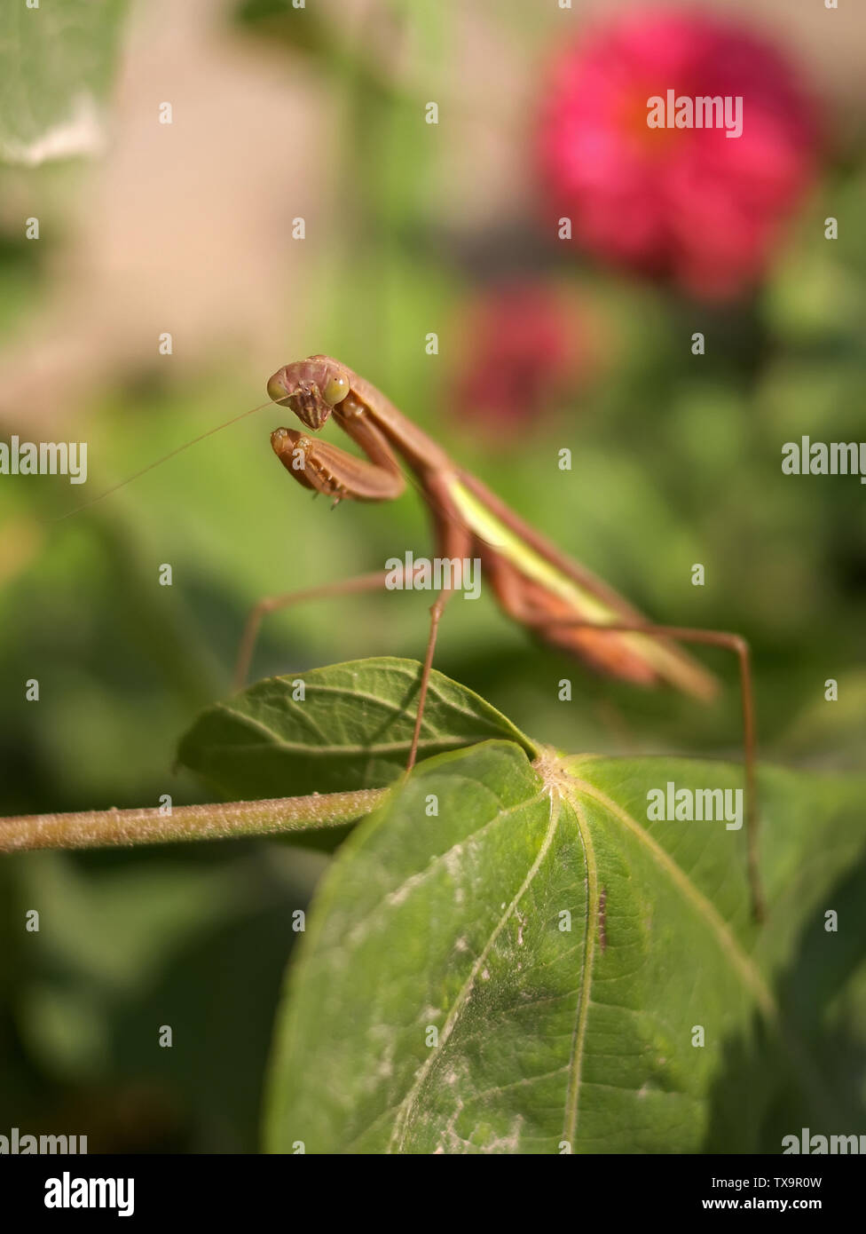 Chinese big knife mantis Stock Photo - Alamy