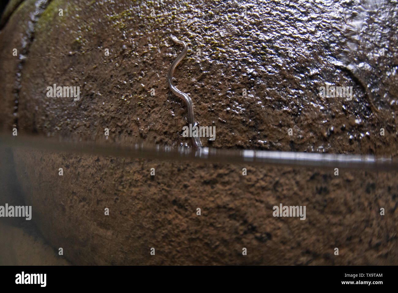 Elver eels hi-res stock photography and images - Alamy