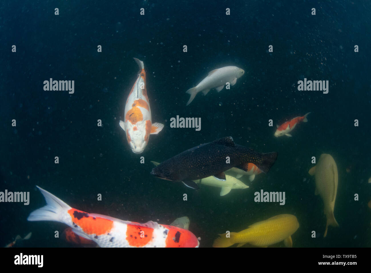 Koi carp in garden pond Stock Photo - Alamy