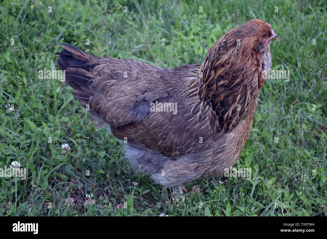 Easter egger portrait hi-res stock photography and images - Alamy