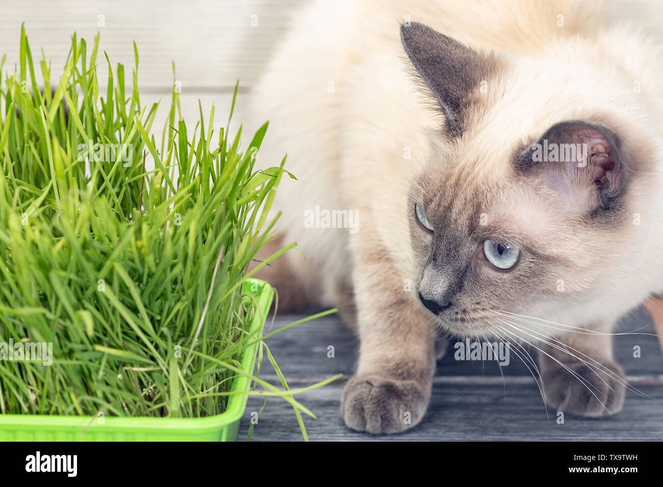 Cat next to germinated green sprouts of oats. Special mix for cats ...