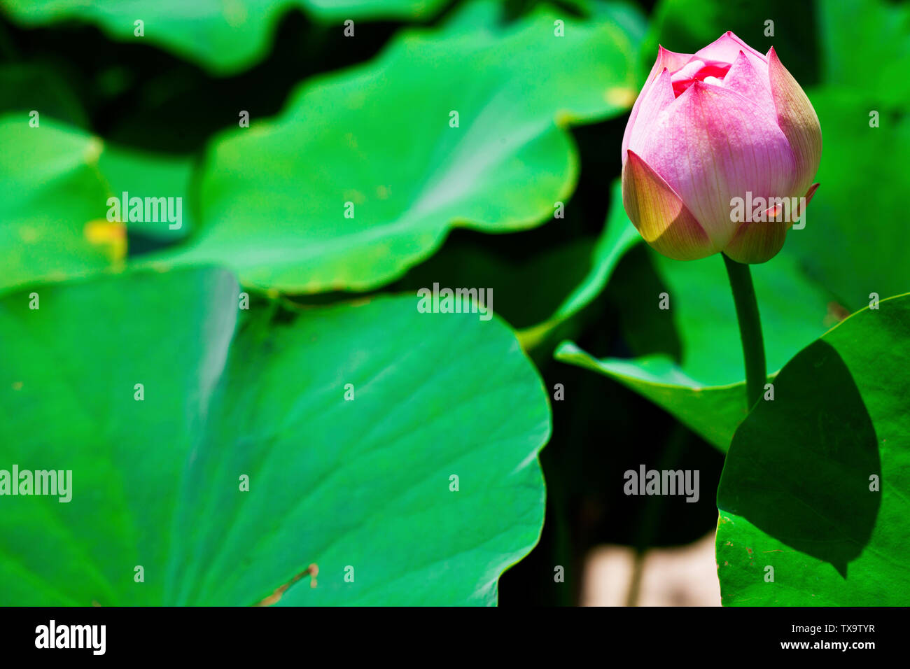 Foreign leaves and lotus flowers bloom hi-res stock photography and ...
