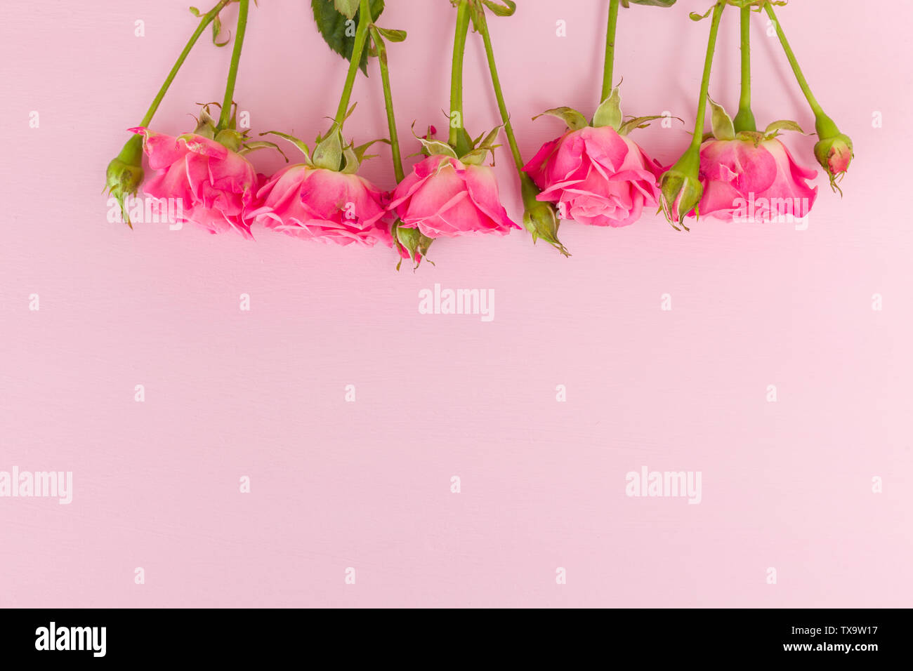 Pink fresh rose branches border and empty space for text isolated on ...