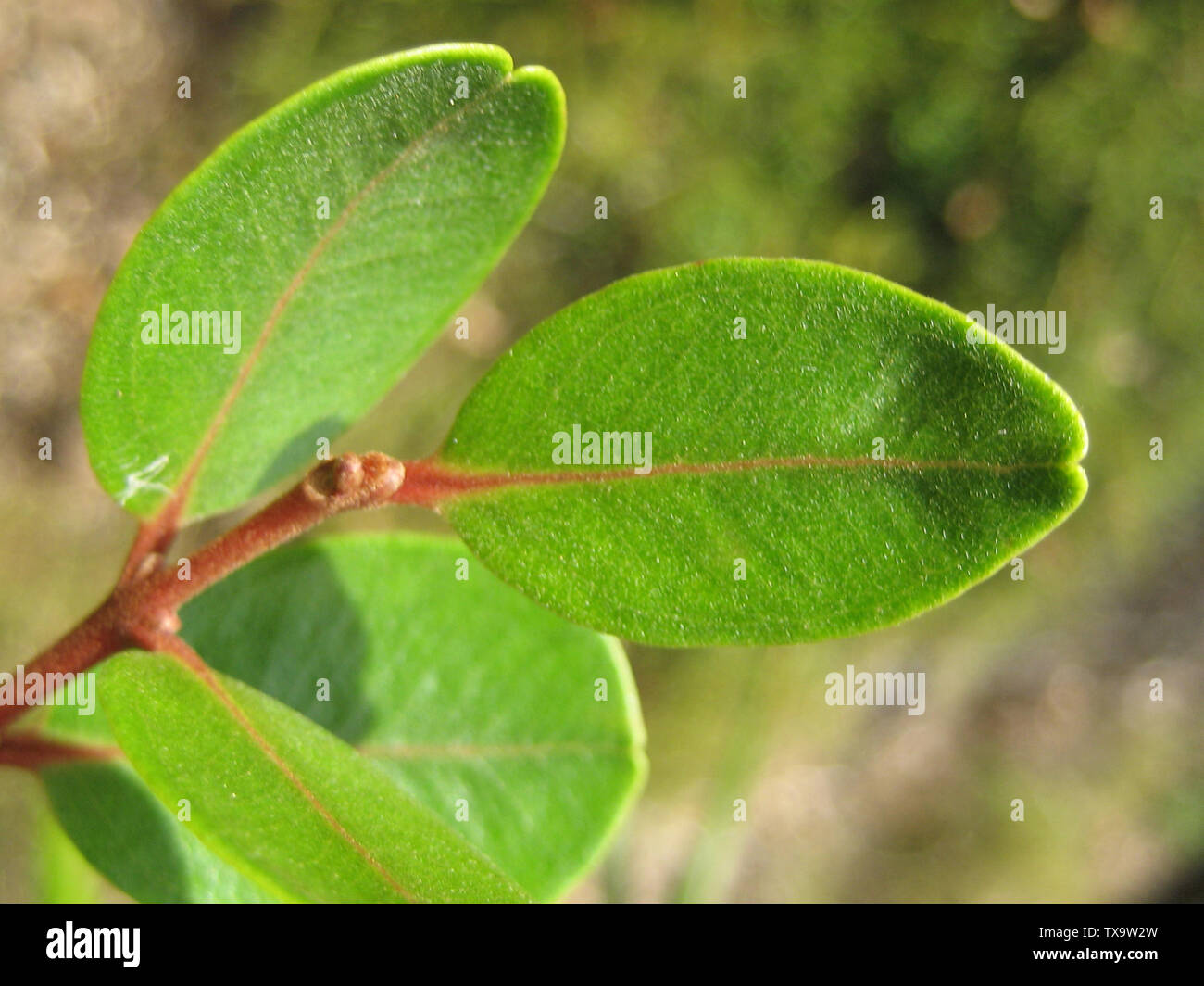 Rata tree new zealand hi-res stock photography and images - Alamy