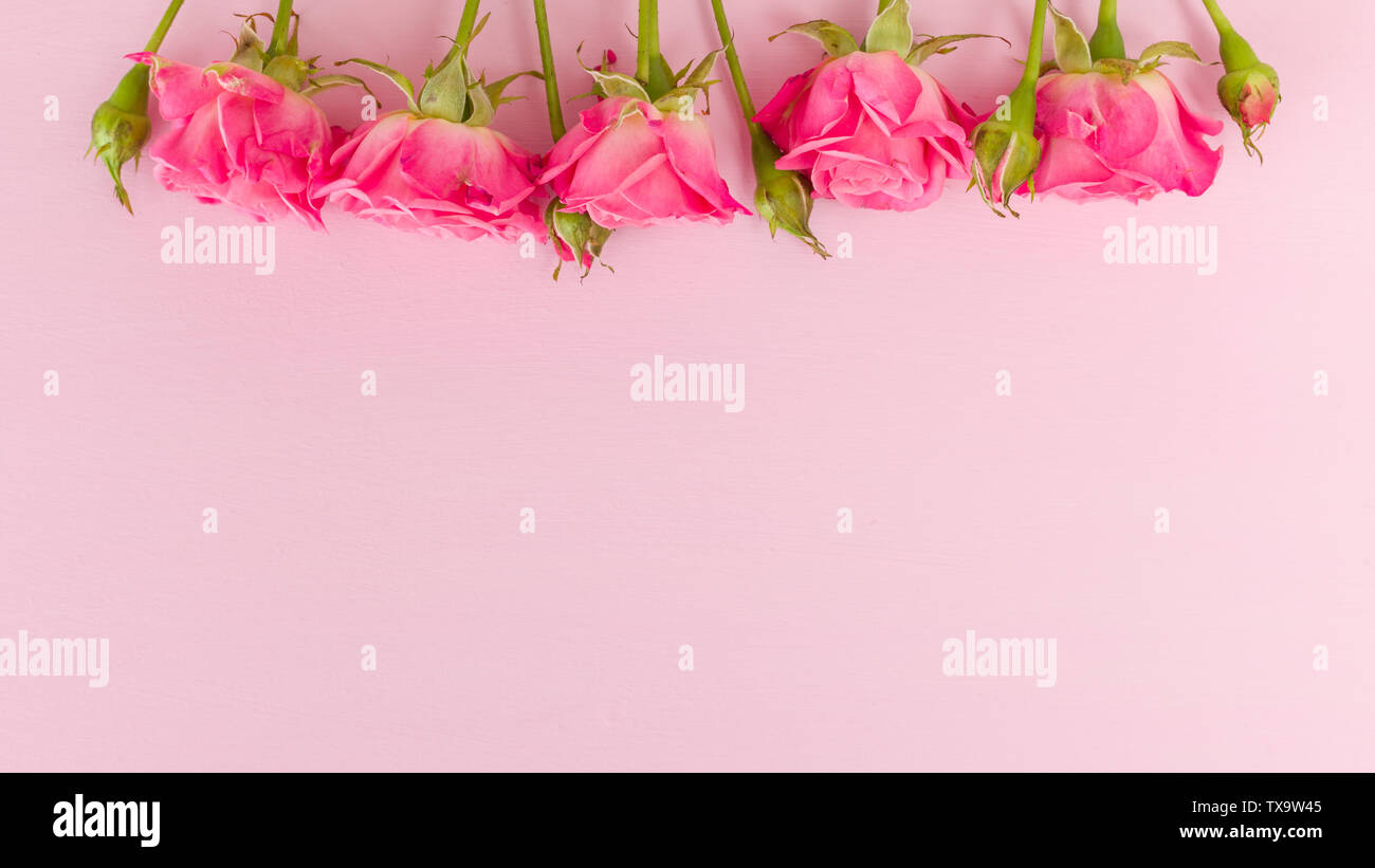 Pink fresh rose branches border and empty space for text isolated on ...