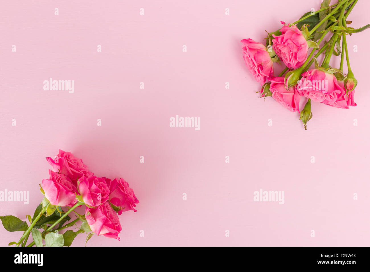 Pink fresh rose branches and empty space for text isolated on pastel ...