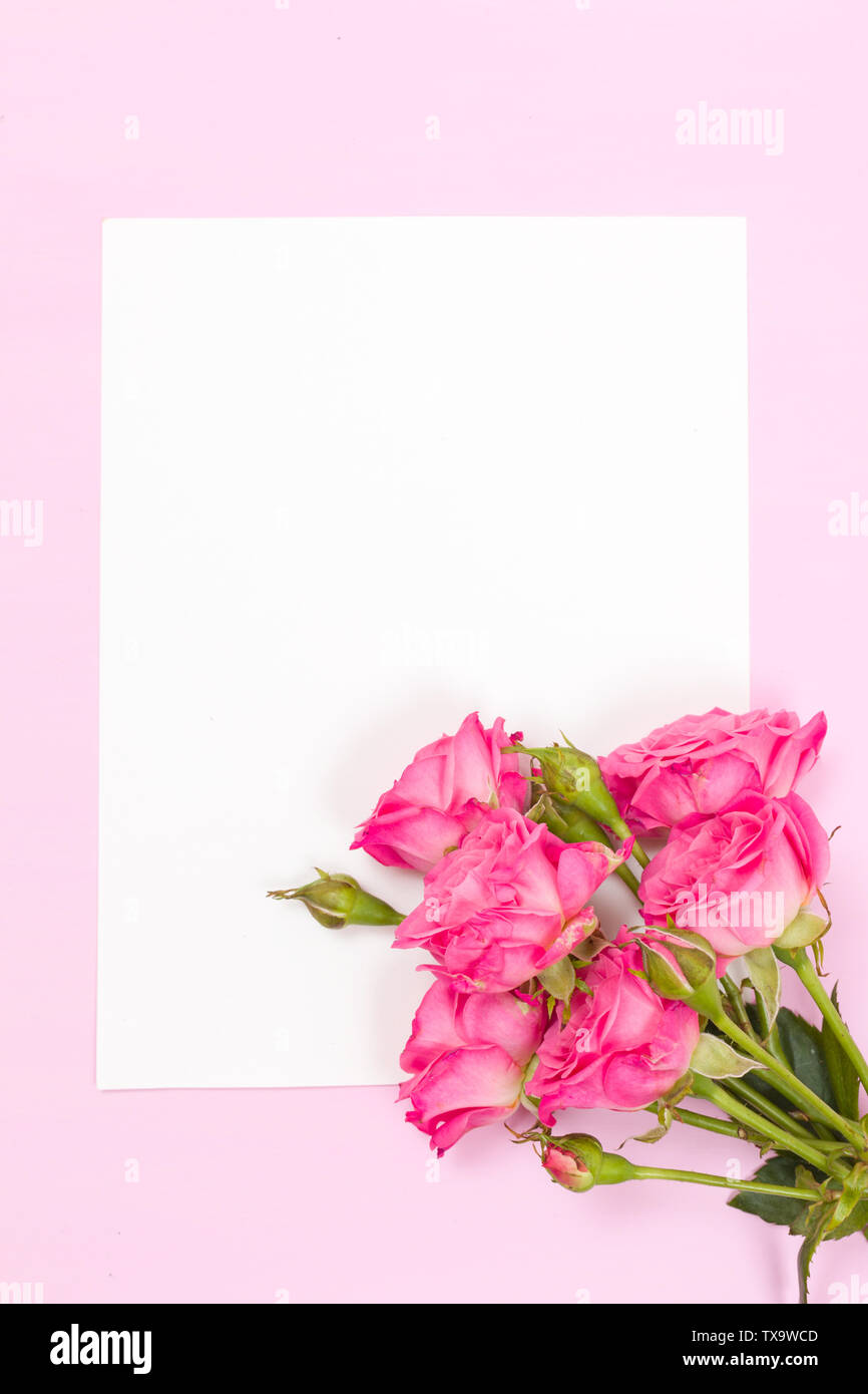 Pink fresh rose branches and white paper card - empty space for text ...