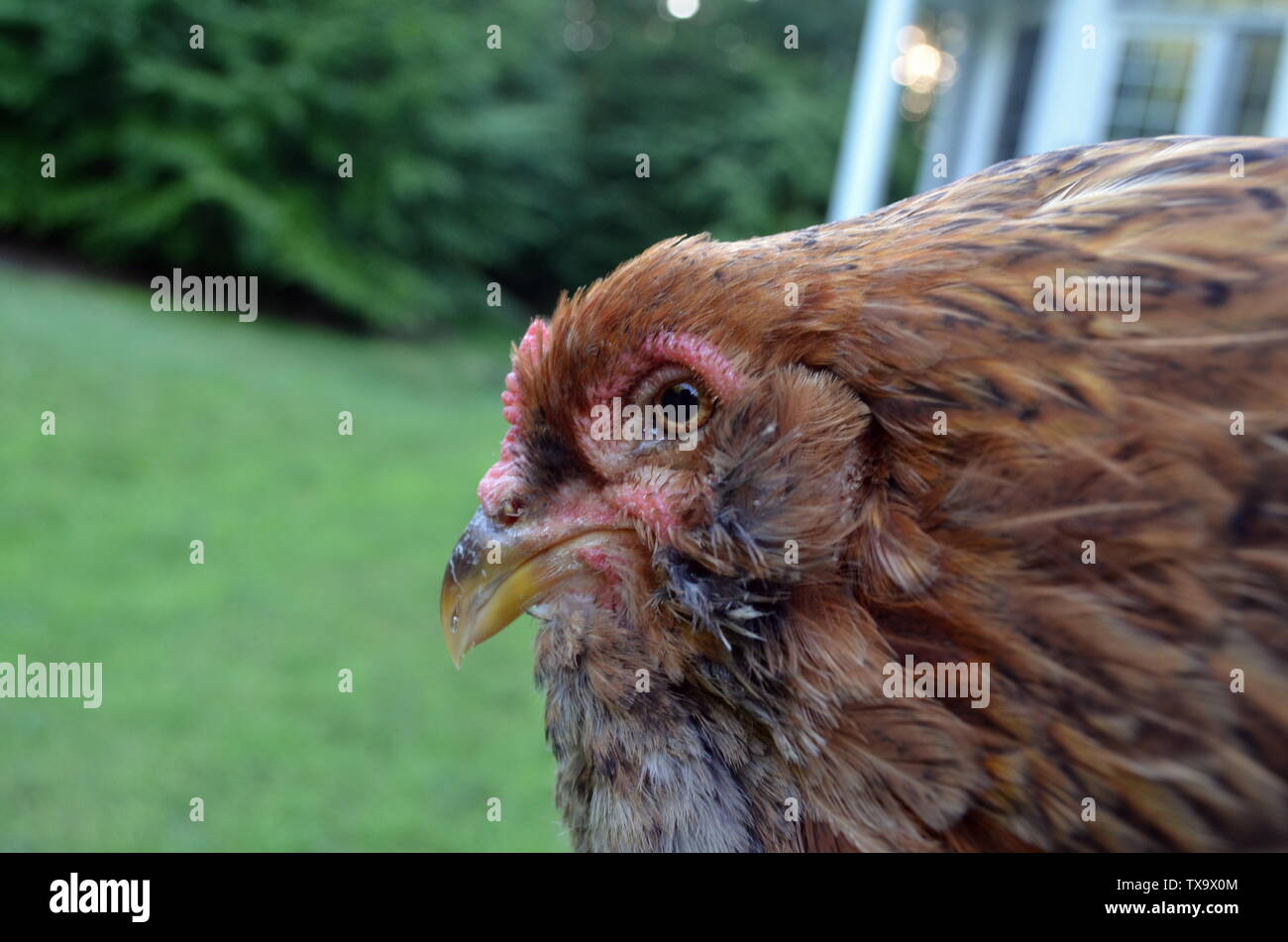 Hen Eyes High Resolution Stock Photography and Images - Alamy