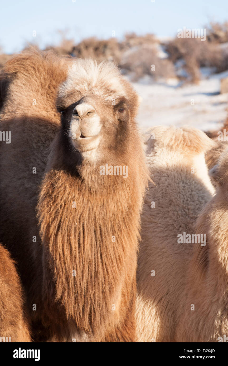 Desert camel team hi-res stock photography and images - Alamy
